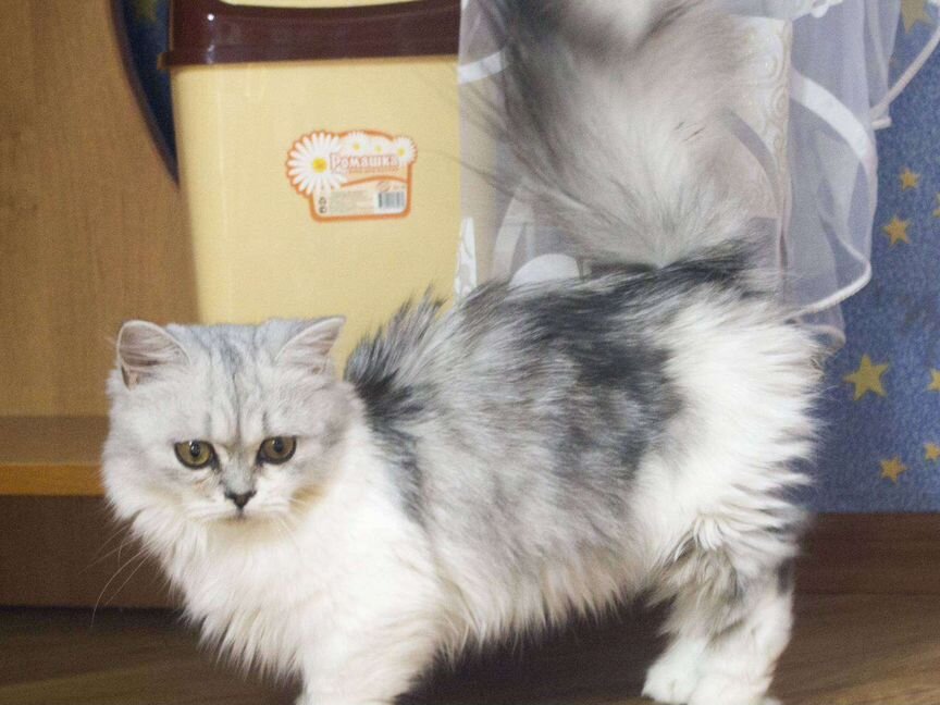 Котята Манчкин
