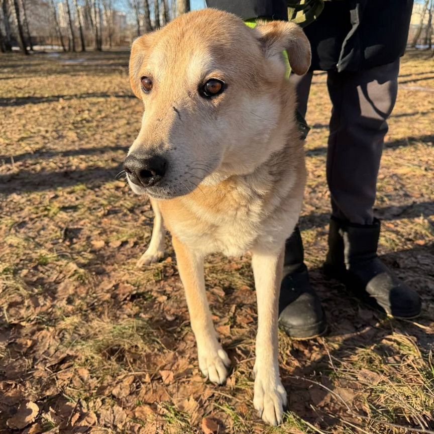 Буч ищет дом