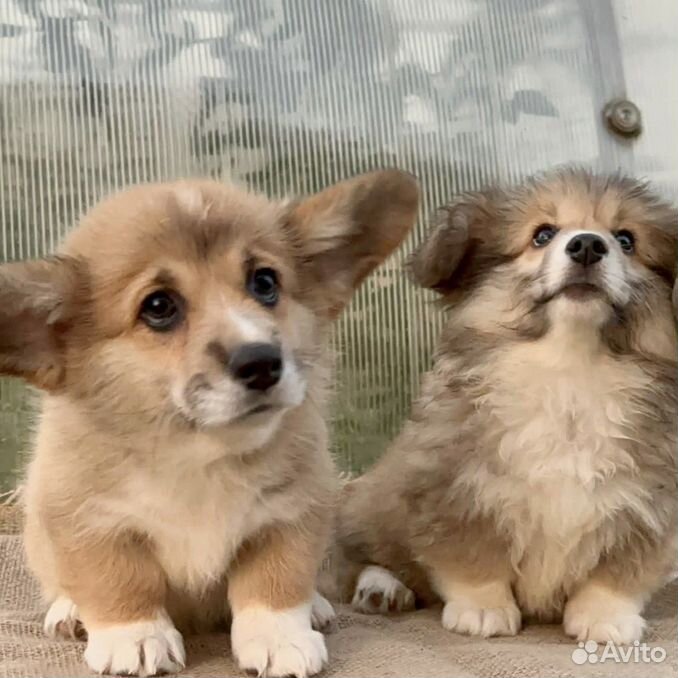 Корги пемброк флафи девочка