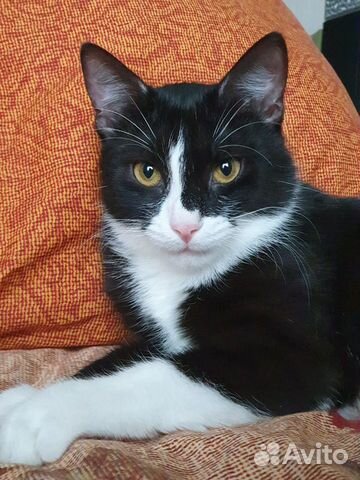 Кошечка ищет дом