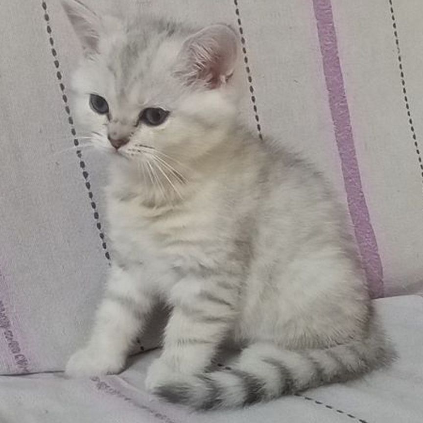 Шотландская