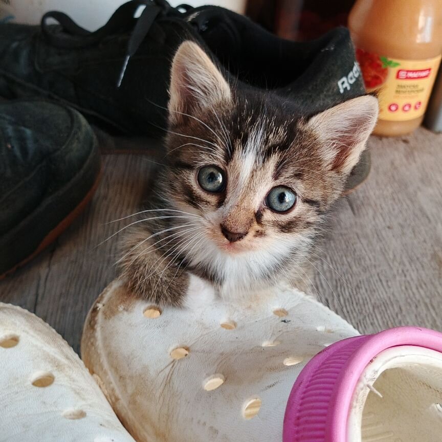 Котёнок в добрые руки