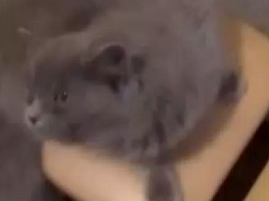 Отдам кошечку в хорошие руки