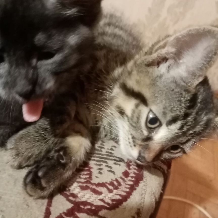 Домашние животные котята бесплатно