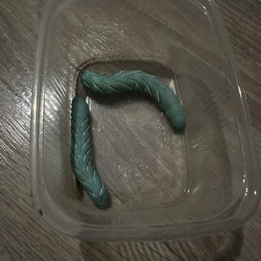 Табачный бражник