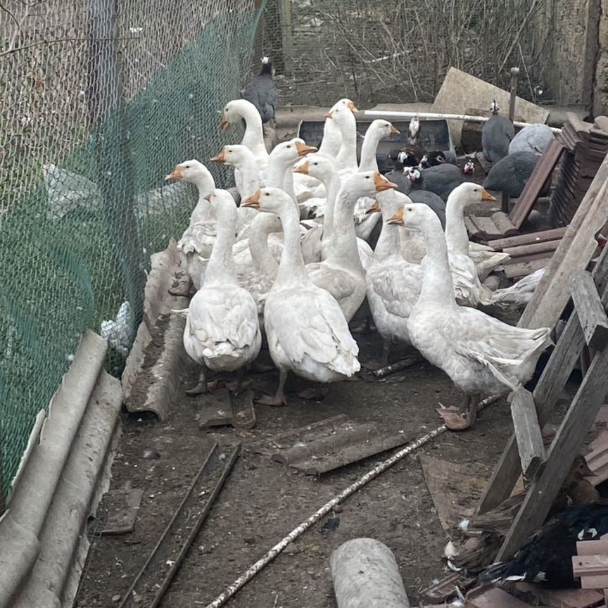Продам гусаков