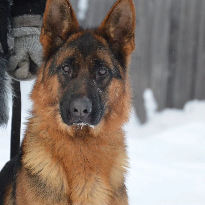 Немецкая овчарка
