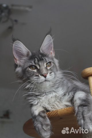 Мальчик, голубой мрамор на серебре