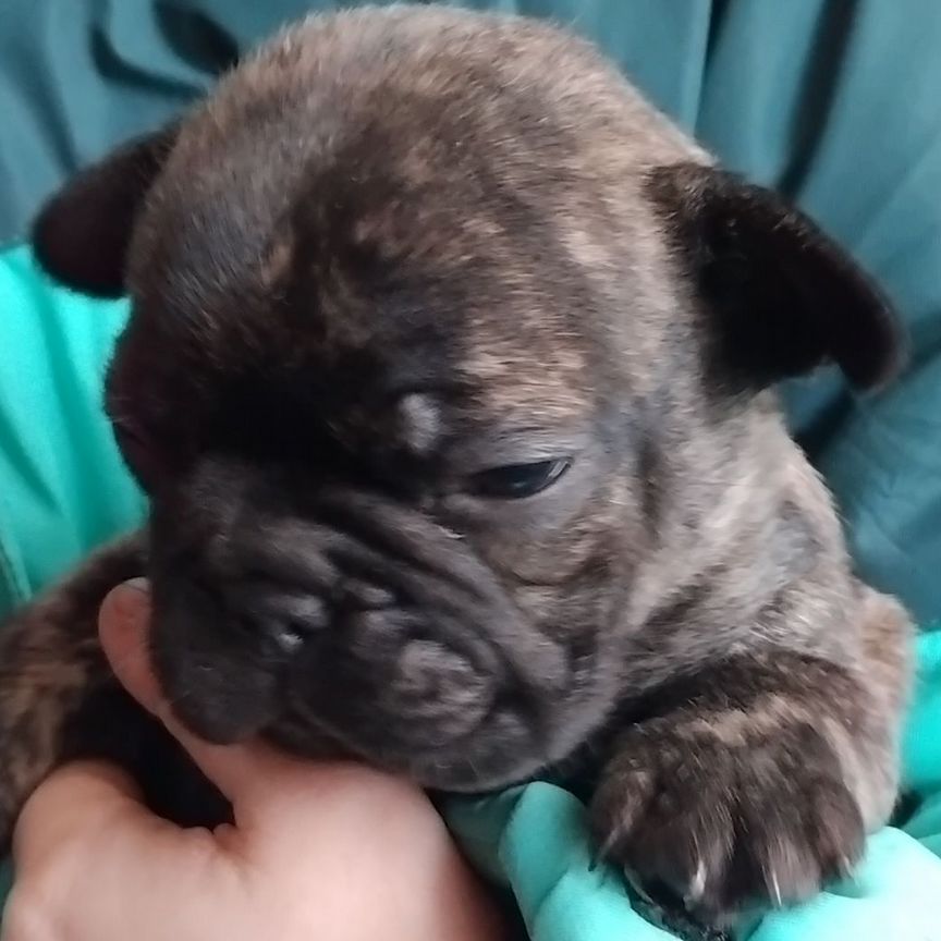 Французский бульдог, щенок