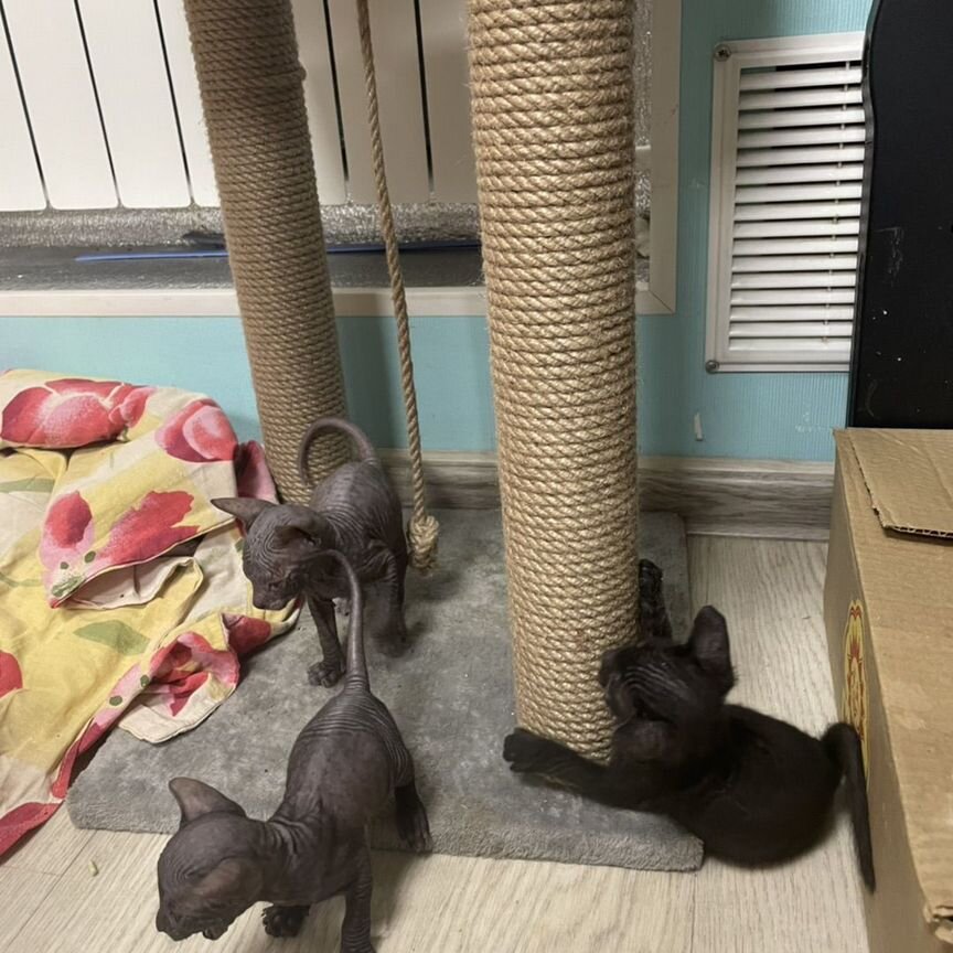 Котята сфинкс мальчики