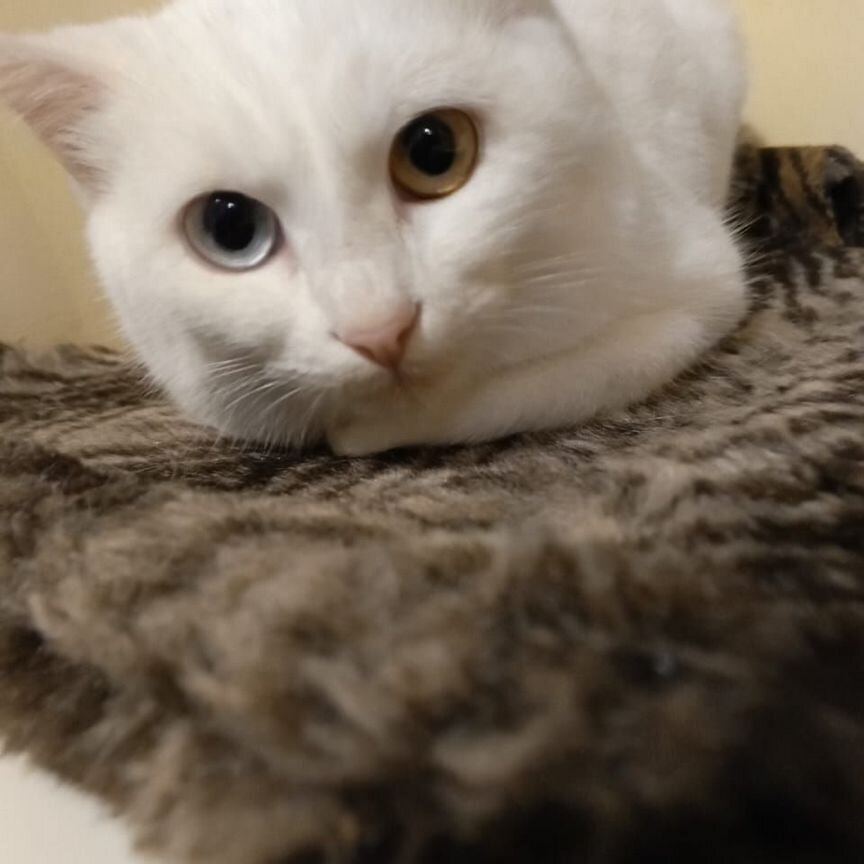 Продам молодую кошечку
