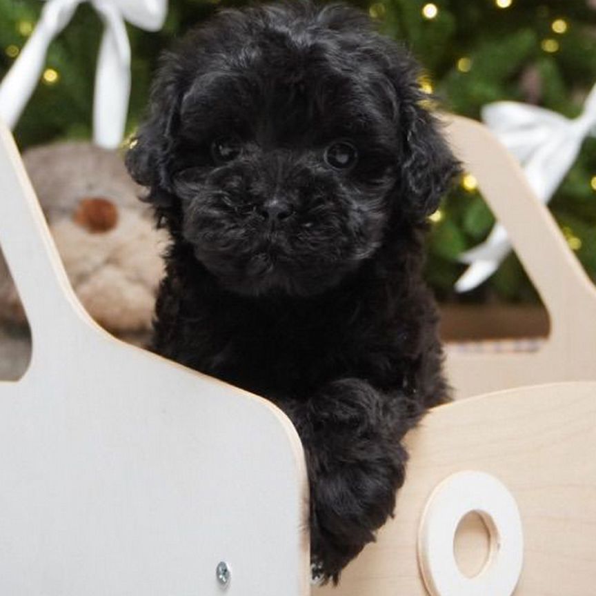 Мальтипу, щенок