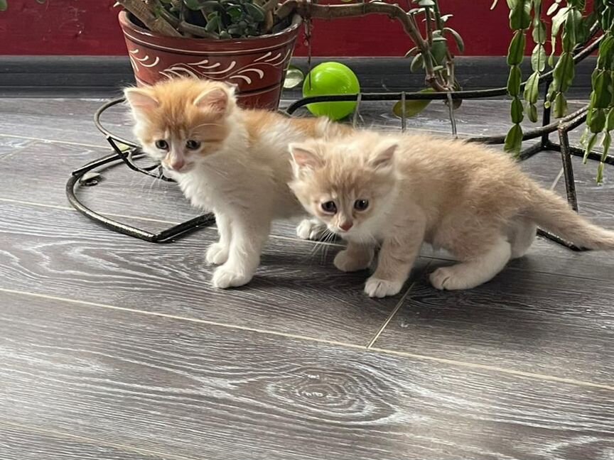 Рыженькие котята в добрые руки