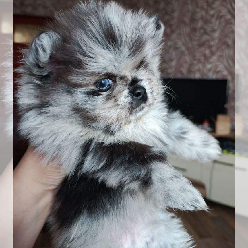Мини Померанский шпиц