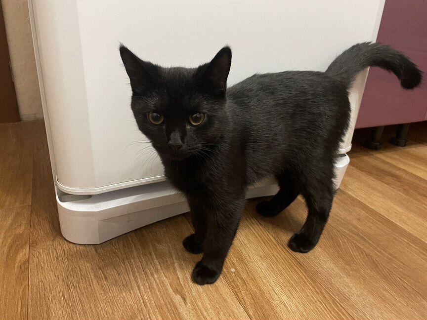 Черный котенок среднего возраста