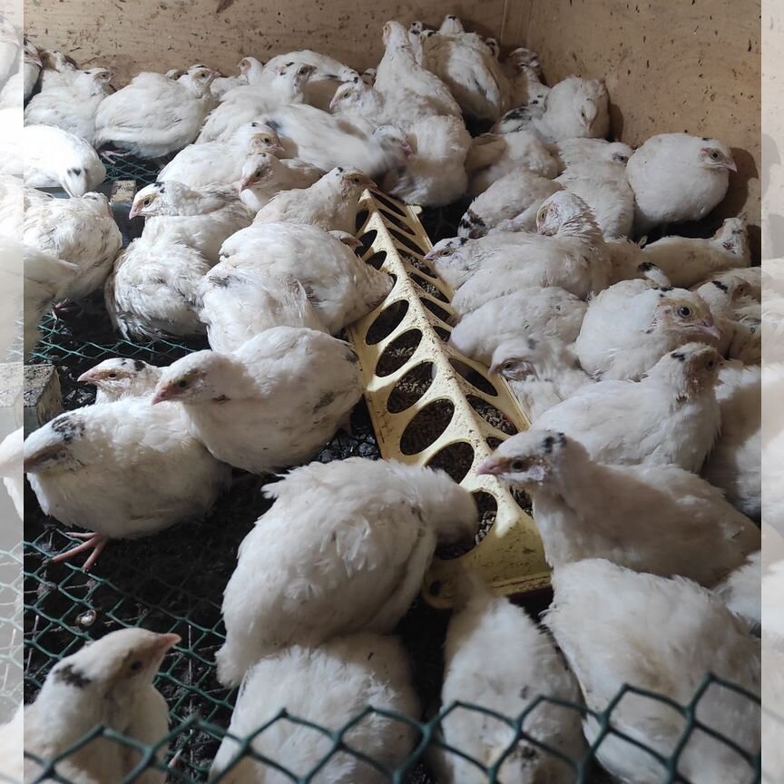 Перепела техасцы в наличии