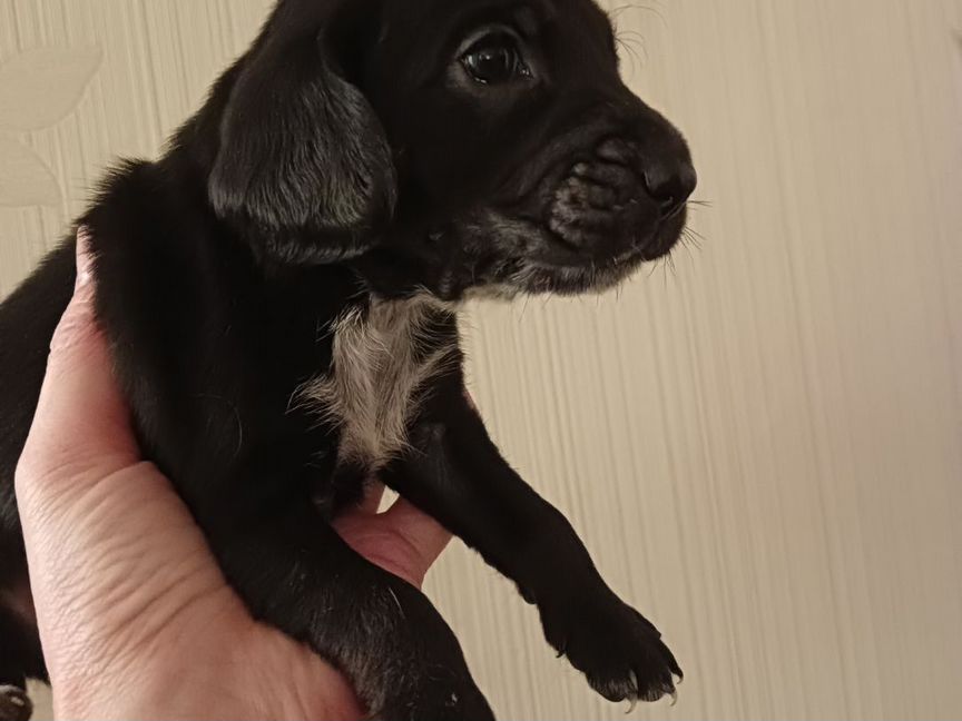 Щенки английского кокер спаниеля