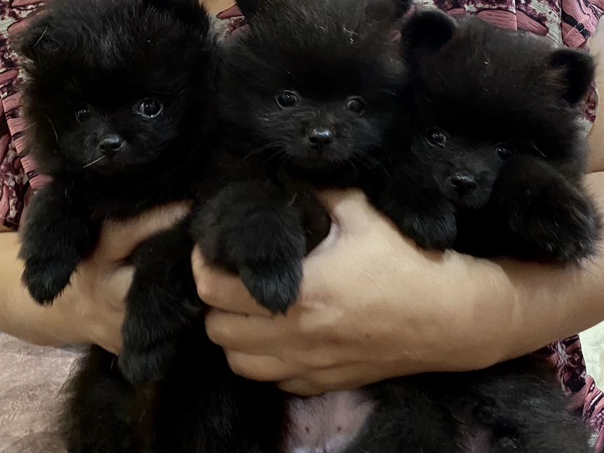 Щенки померанского шпица
