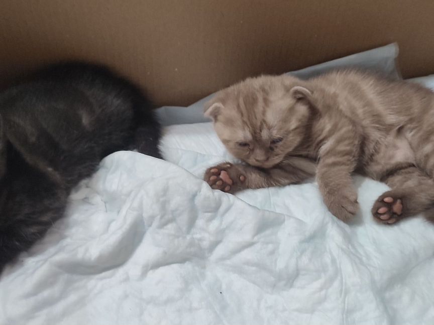 Шотландские котята