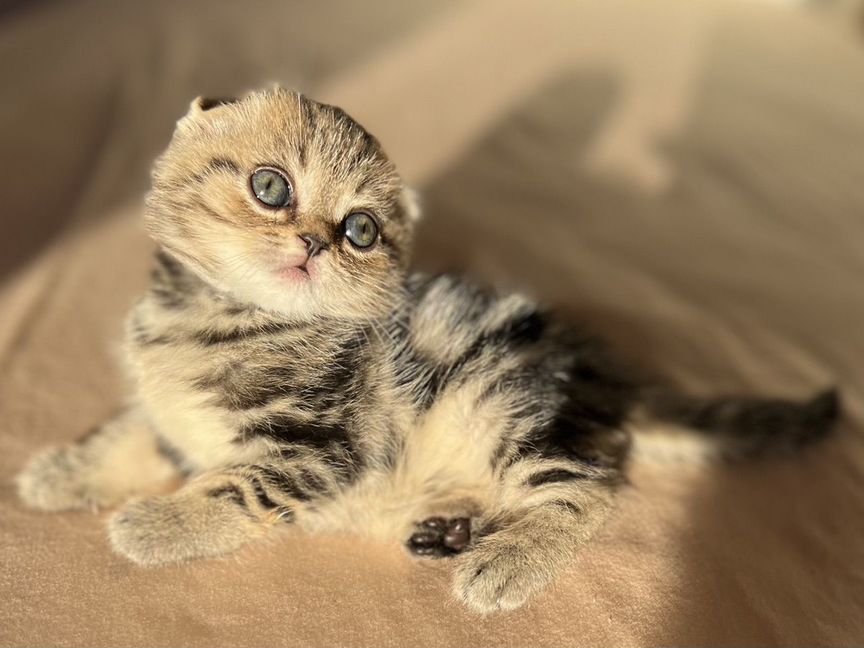 Шотландский котенок