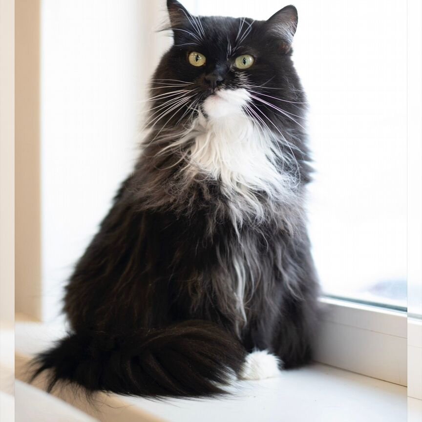 Взрослая, кошка в добрые руки