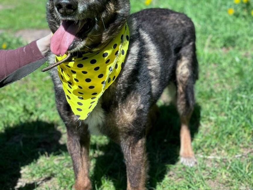 Славый добрый возрастной пес ищет дом