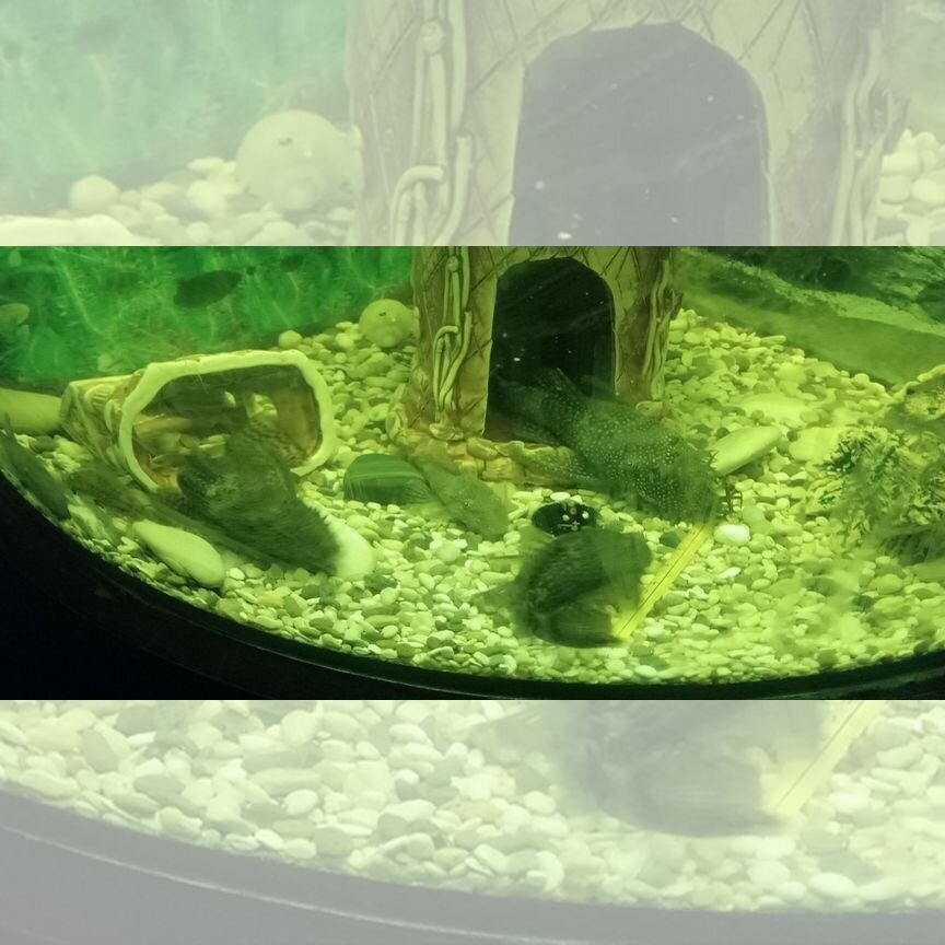 Продам взрослых анцитрусов