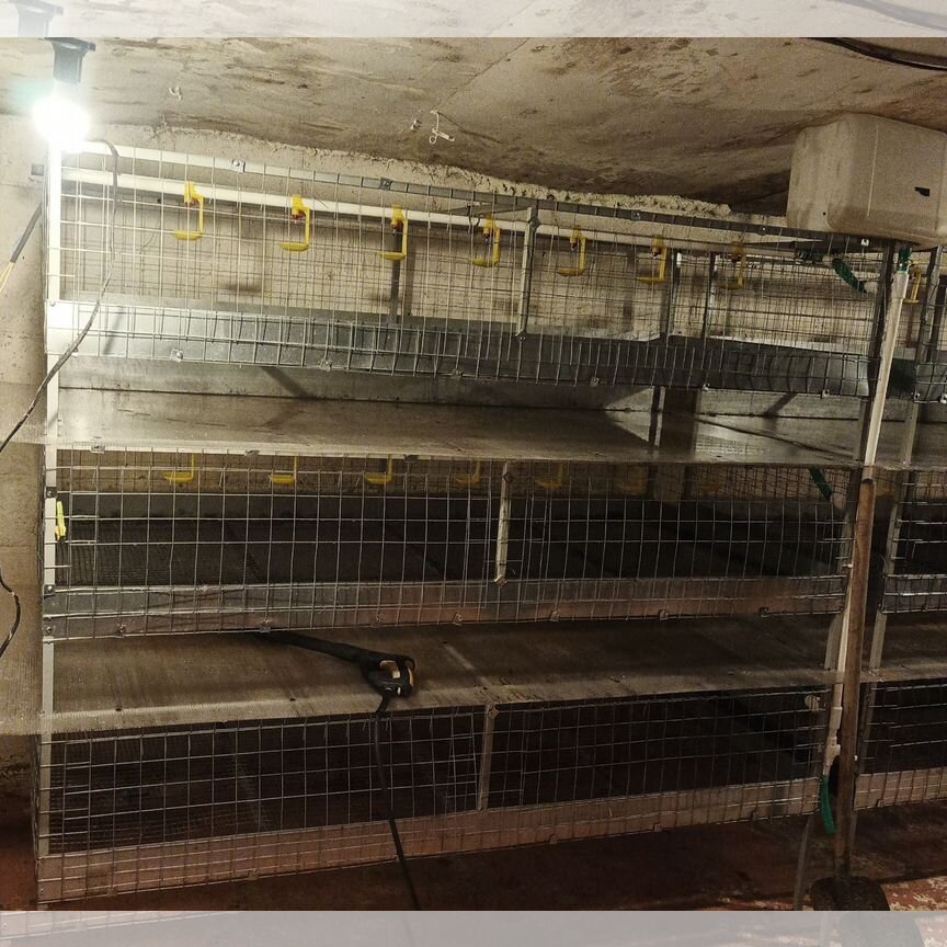 Клетка для броллеров