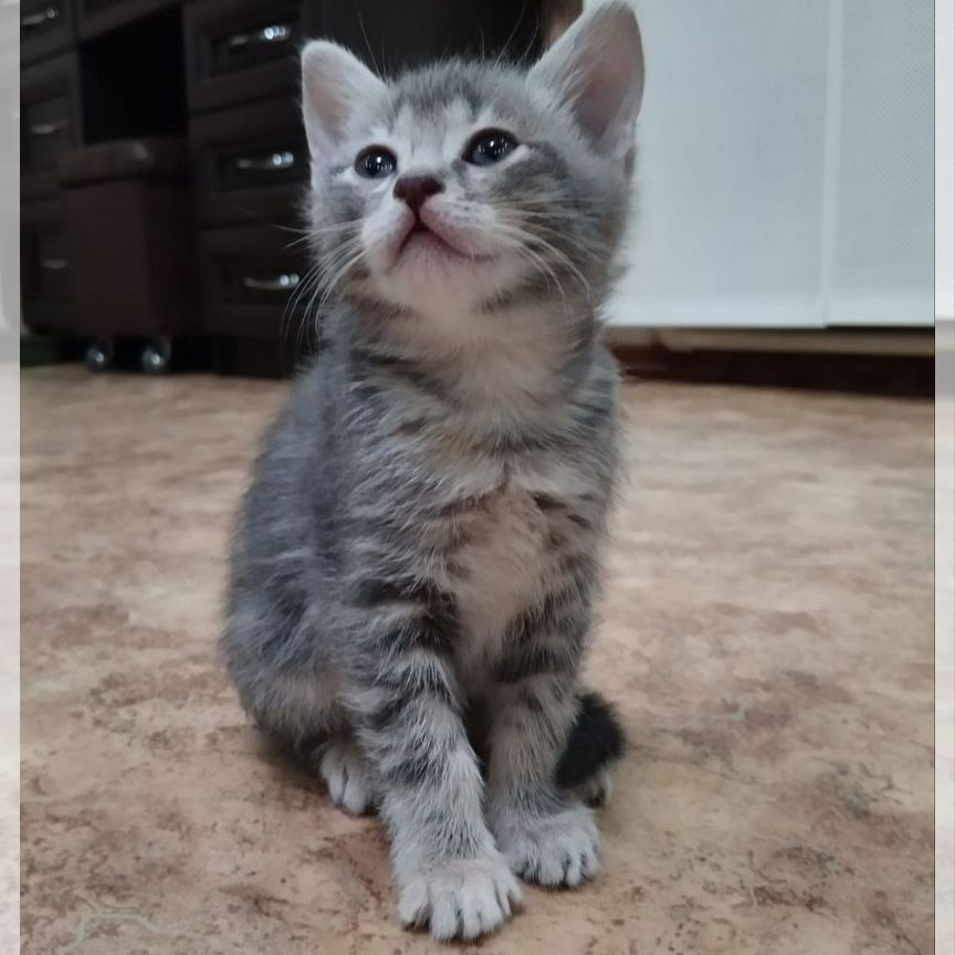 Котёнок в добрые руки