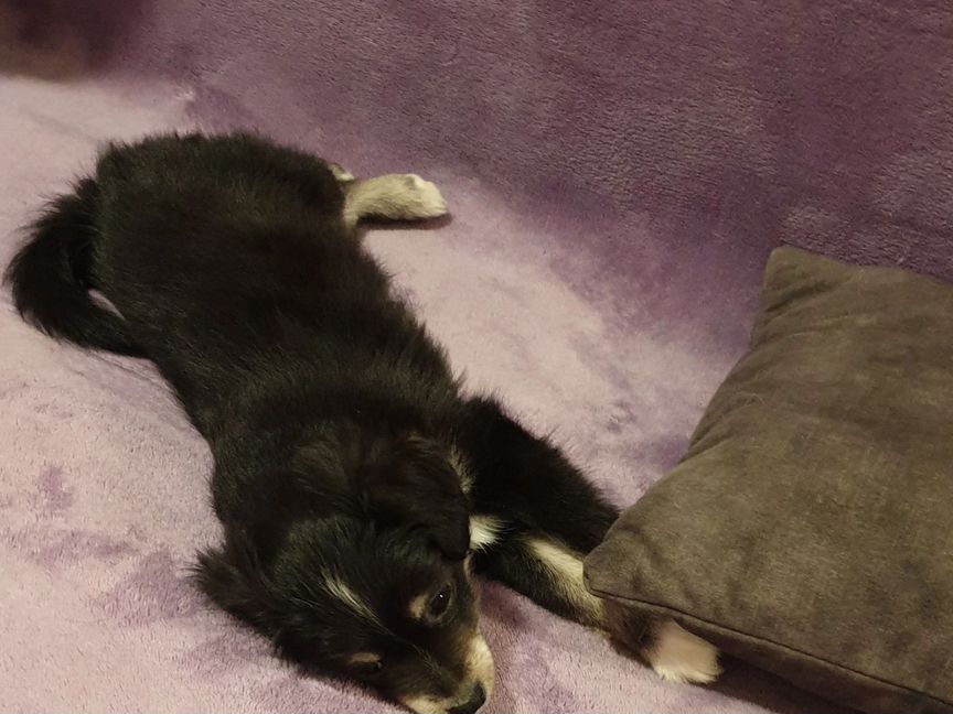 Щенки бесплатно в добрые руки