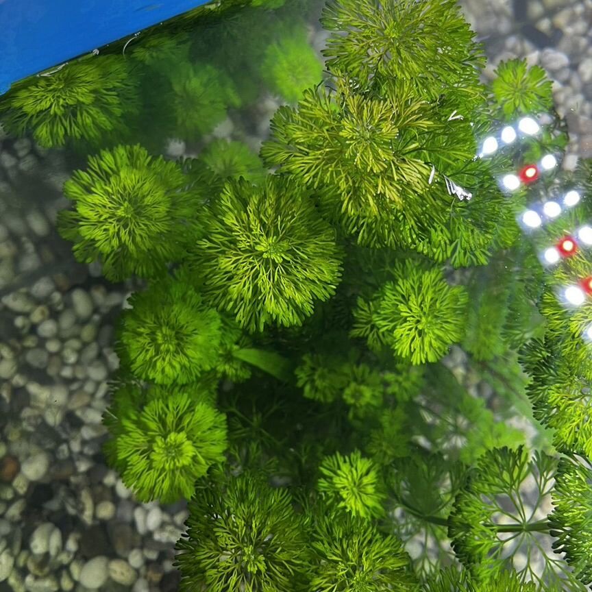 Растения для аквариума