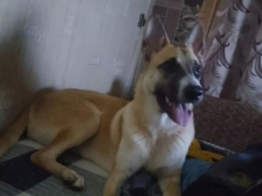 Собака в добрые руки