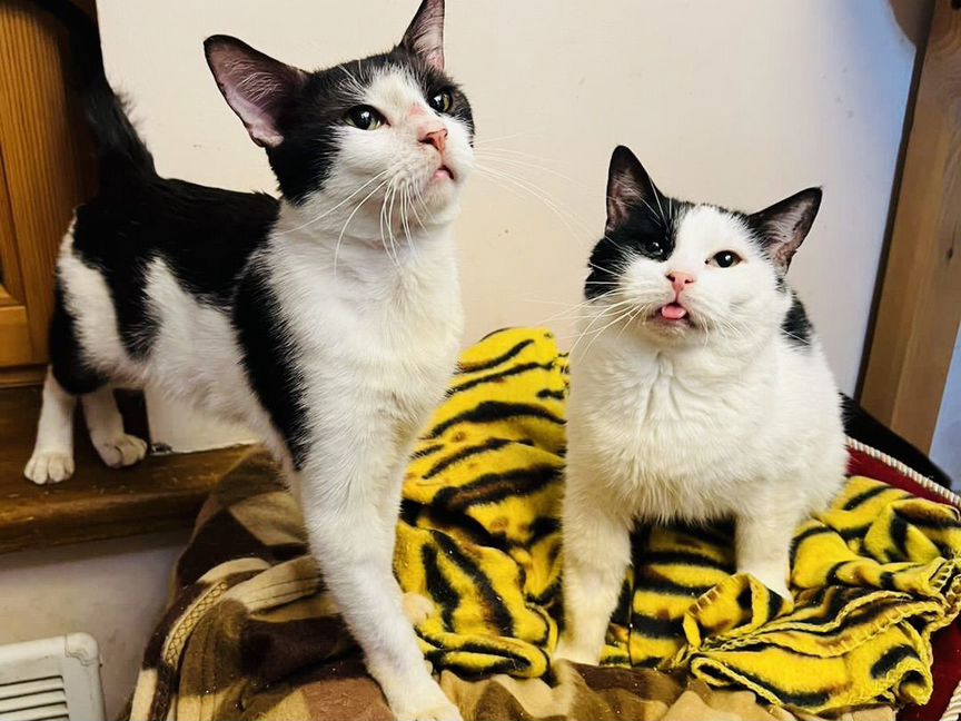 Котики братишки в добрые руки