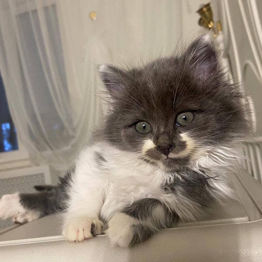 Котёнок в добрые руки