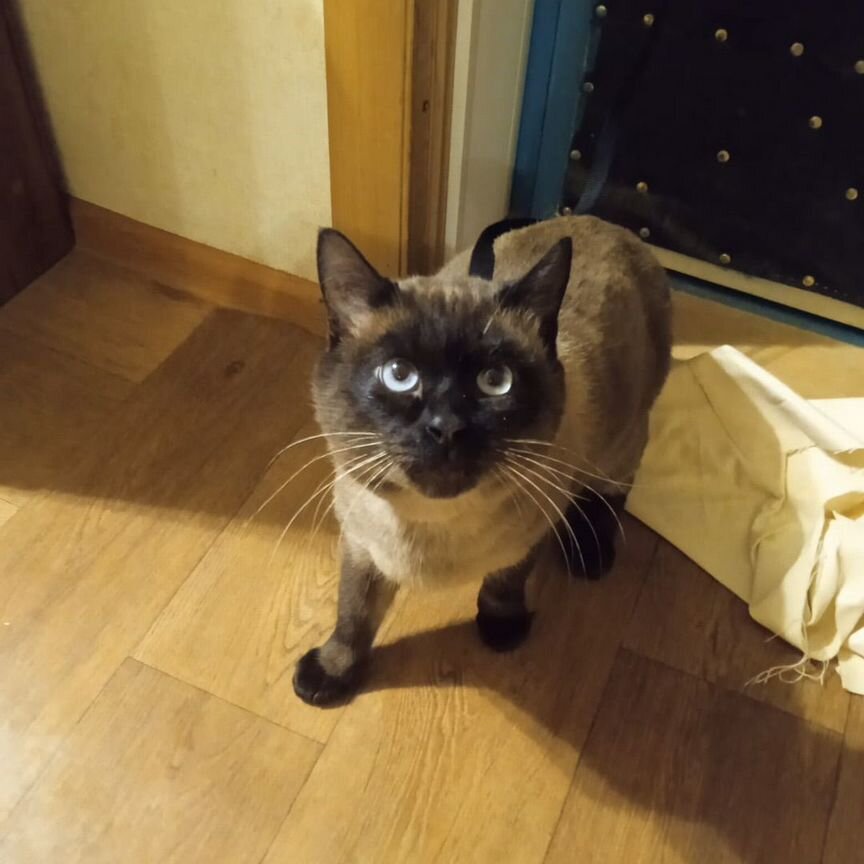 Котик в добрые руки