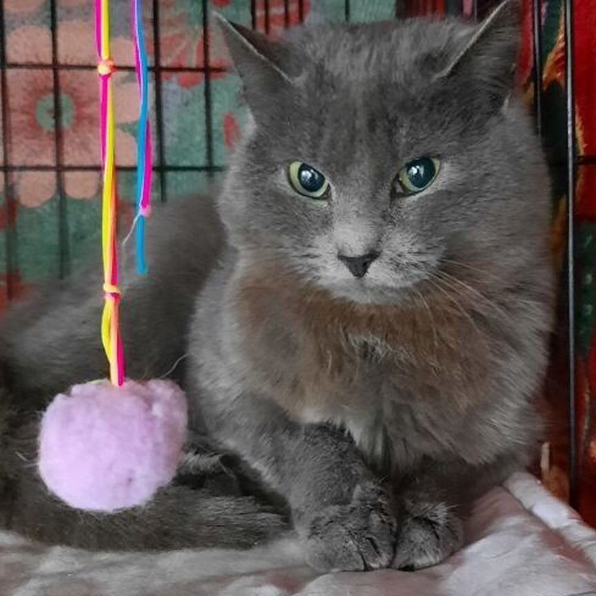 Взрослая, кошка в добрые руки