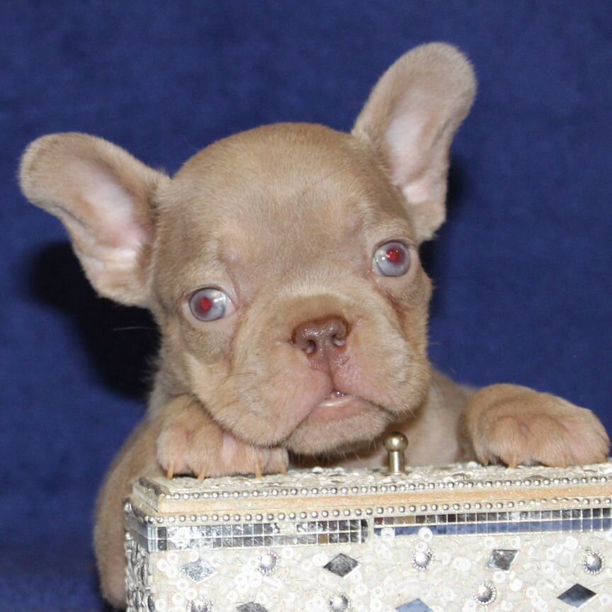 Французский бульдог, щенок