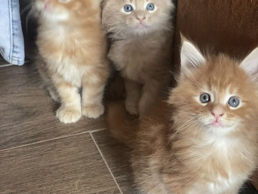 Котята мейн-кун