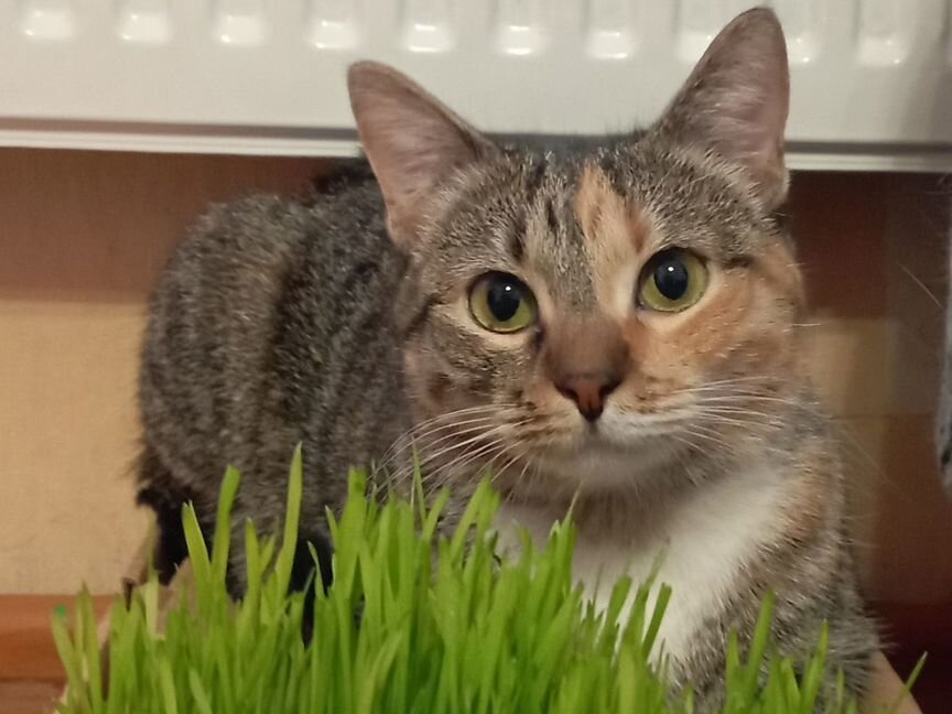 Домашняя кошка Вишня в хорошие руки