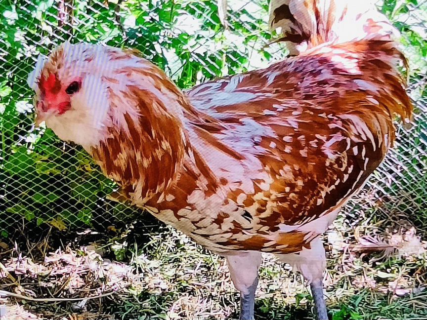 Молодые петушки