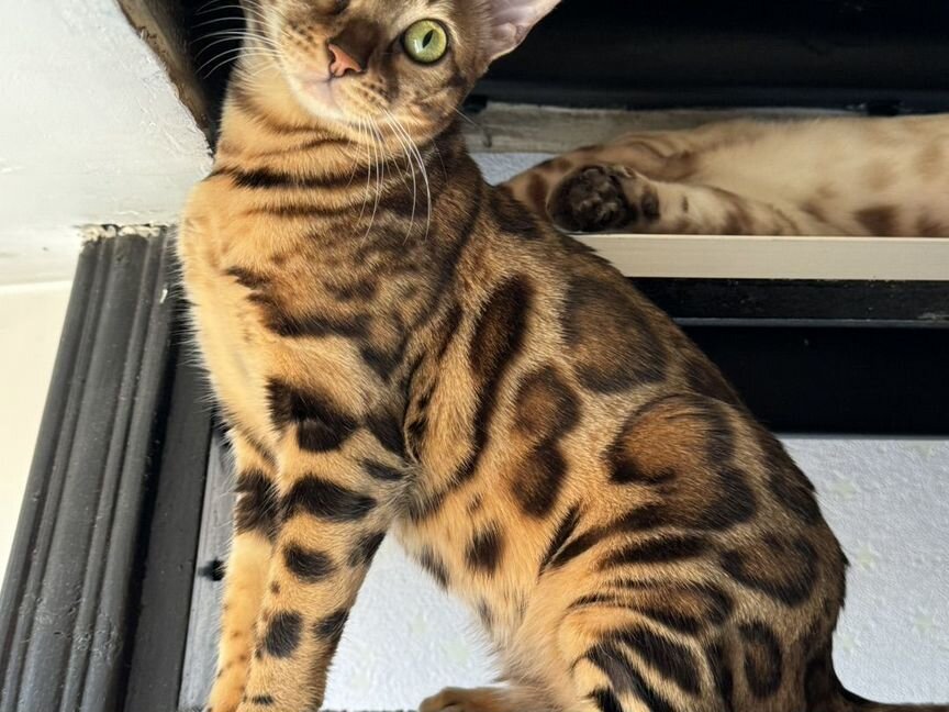 Бенгальская кошка