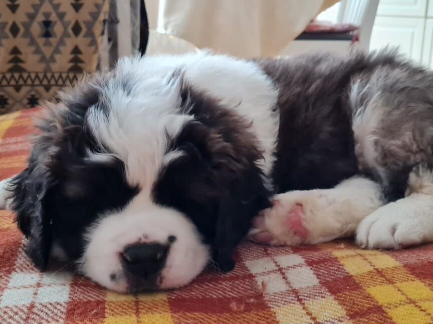 Щенок кобель сенбернара