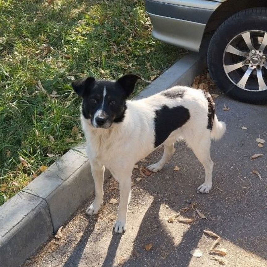 Бимка очень нуждается в доме