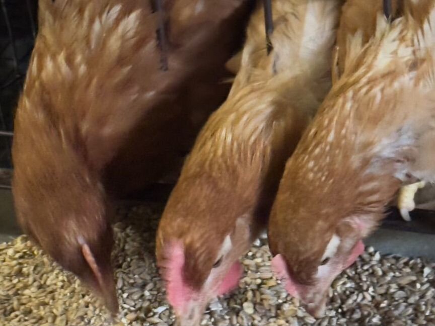 Куры молодки несушки рыжая и белая