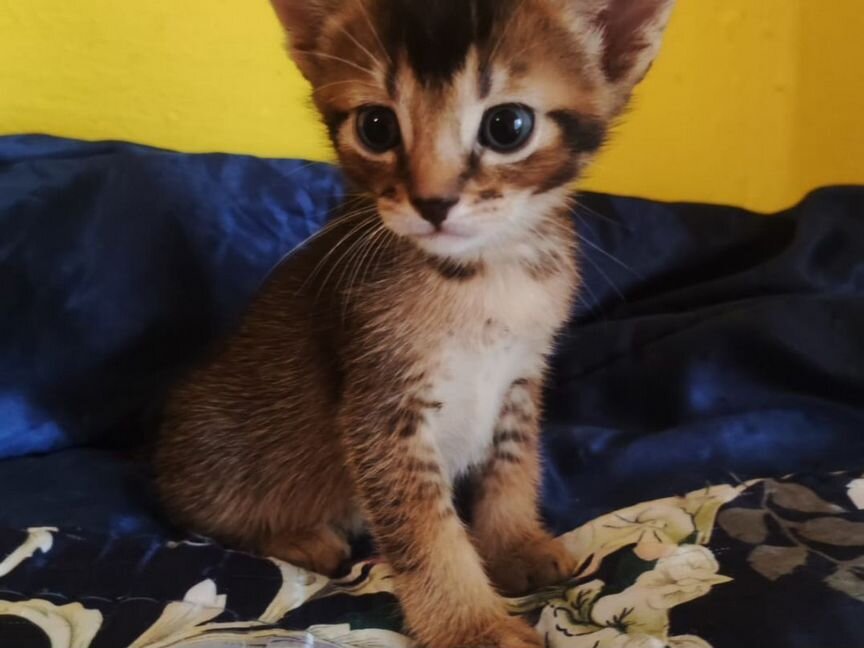 Котята от абиссинского кота