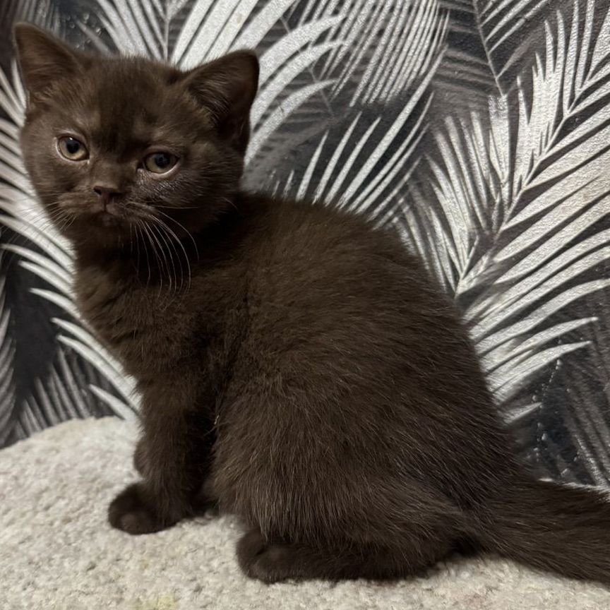 Британский короткошёрстный котёнок