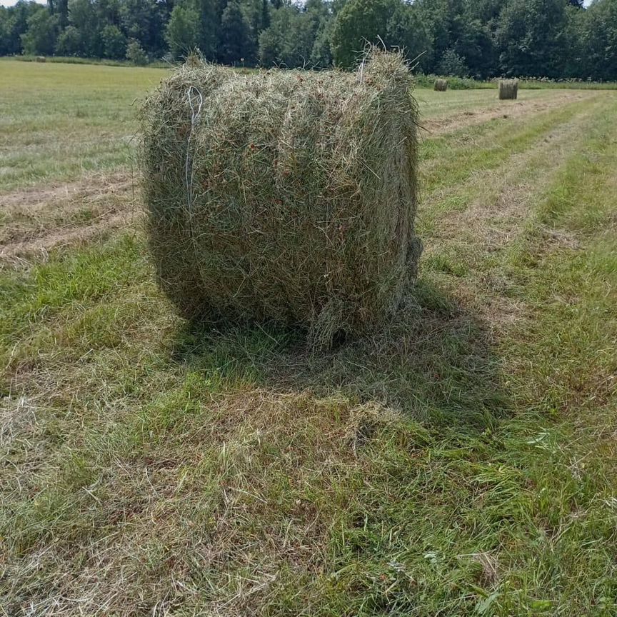 Сено с доставкой оптом