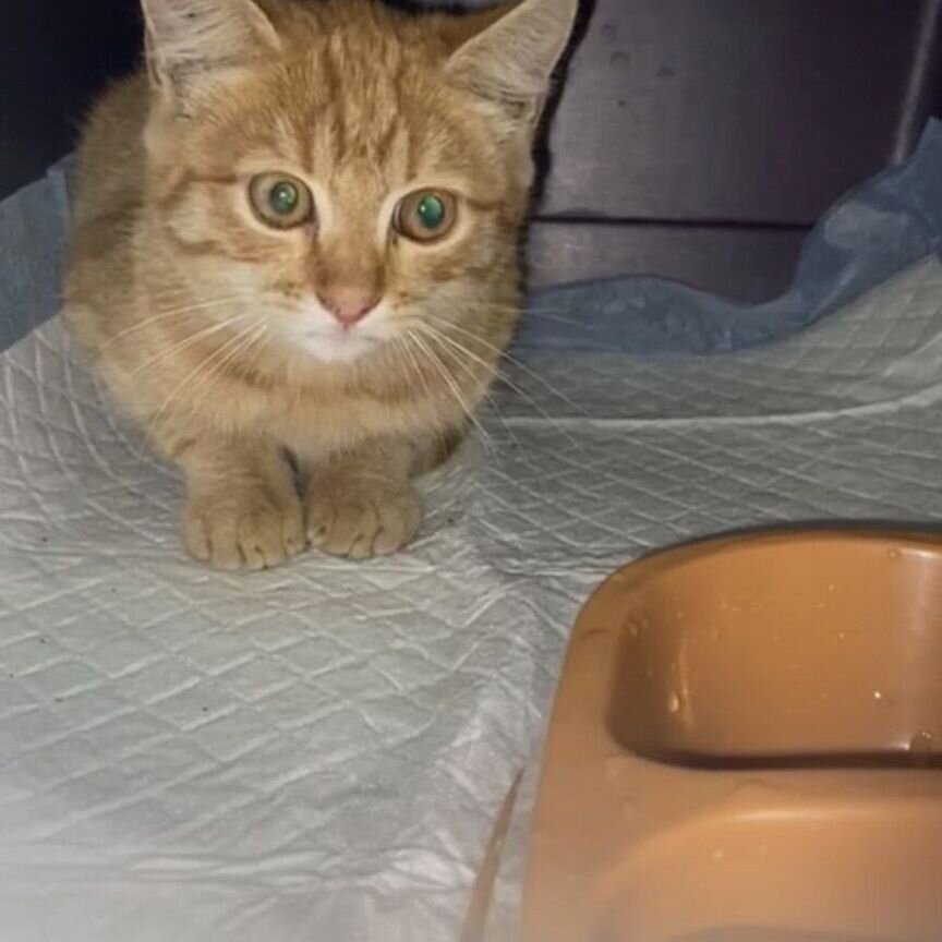 Котенок в дар