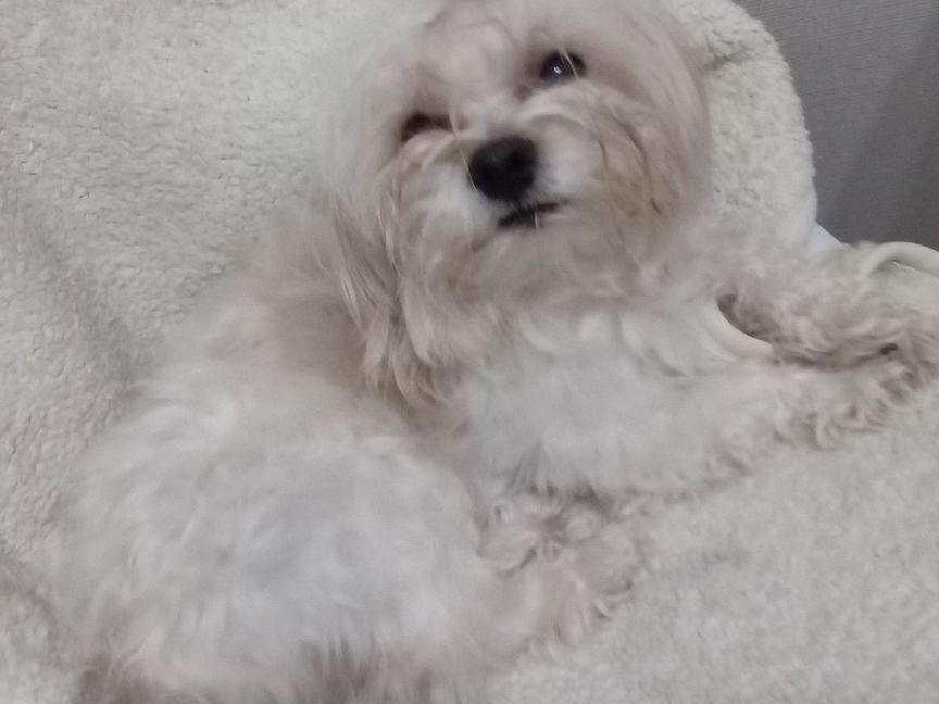 Мальтийская болонка мини вязка