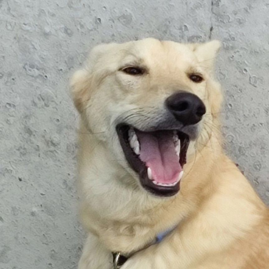 Собака в добрые руки отдам бесплатно